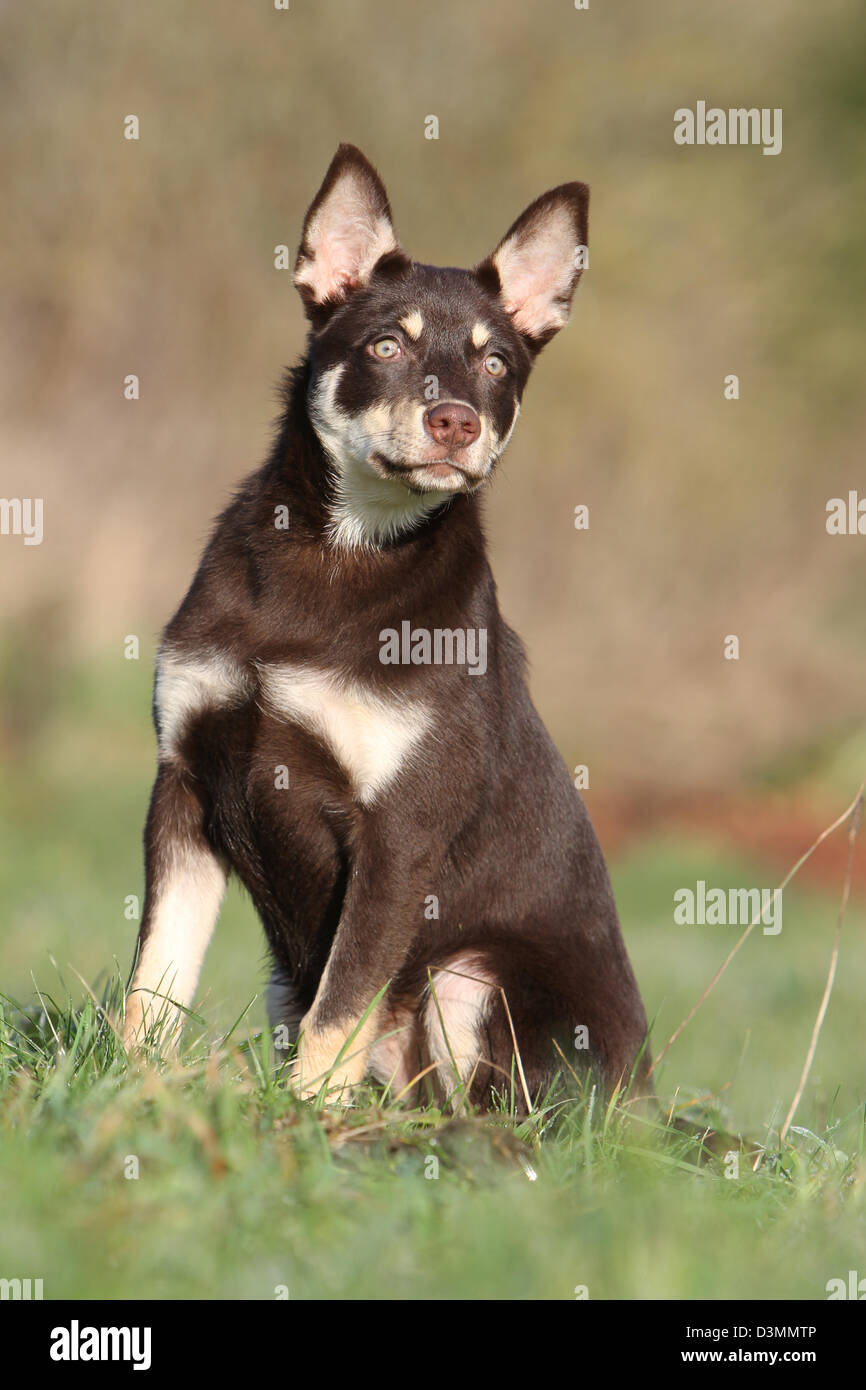 Dog Working Kelpie young sitting in a meadow Stock Photo - Alamy