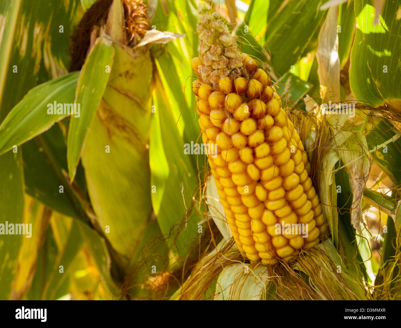 Drought farm colorado hi-res stock photography and images - Alamy
