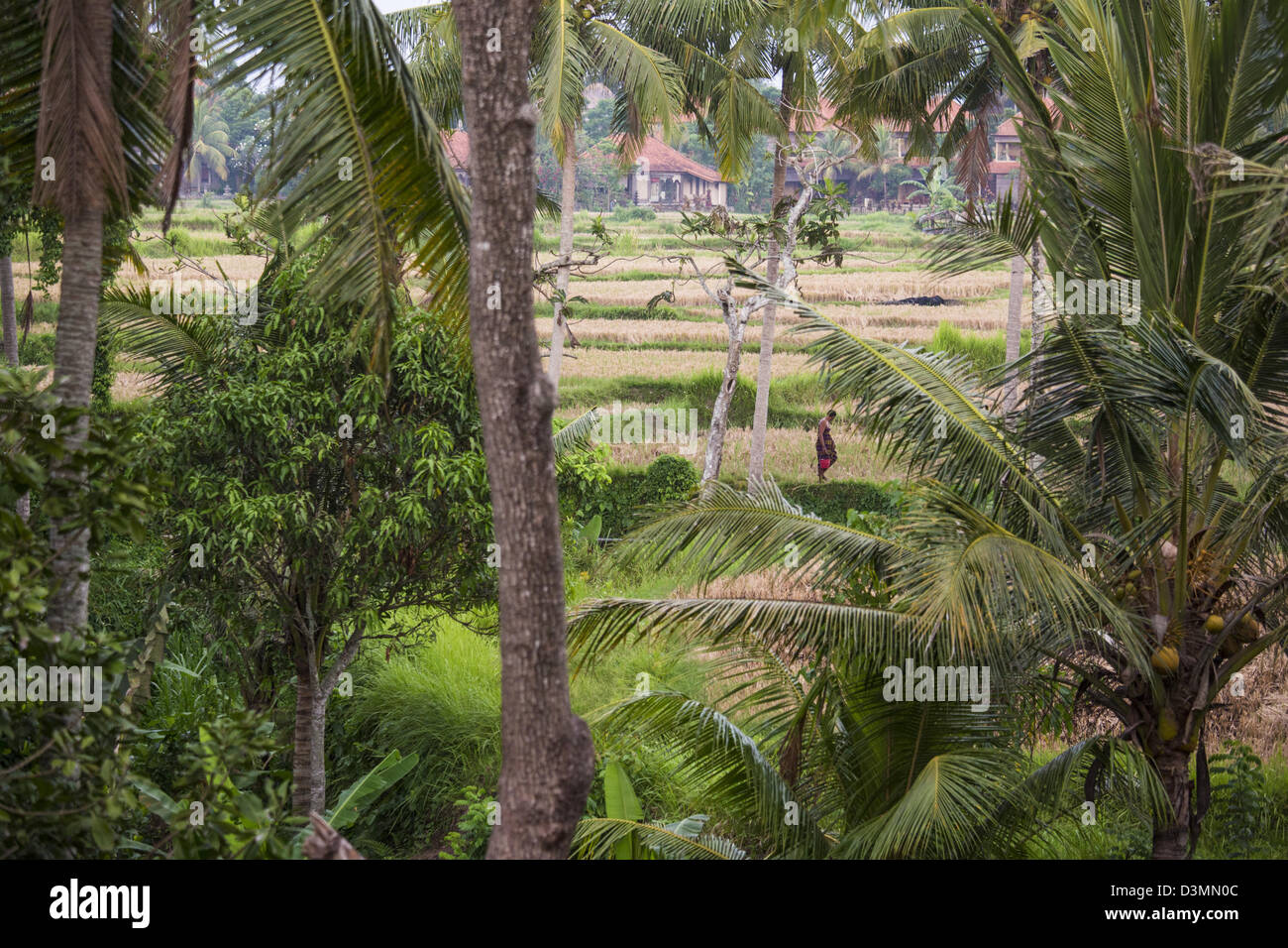 Bali rice fields in ubud hi-res stock photography and images - Alamy