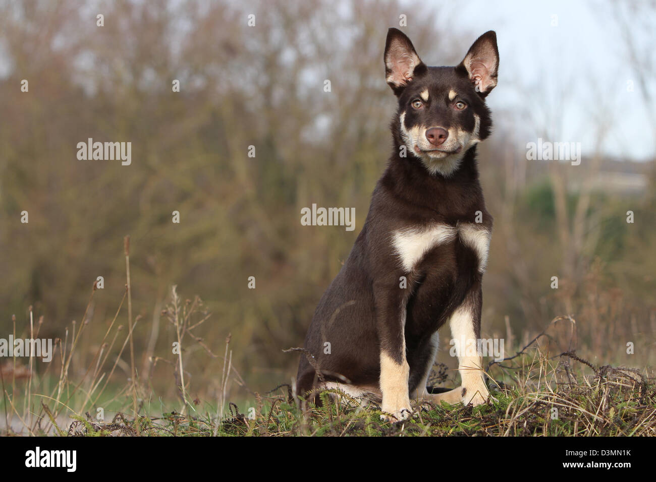 Australian kelpie hi-res stock photography and images - Alamy