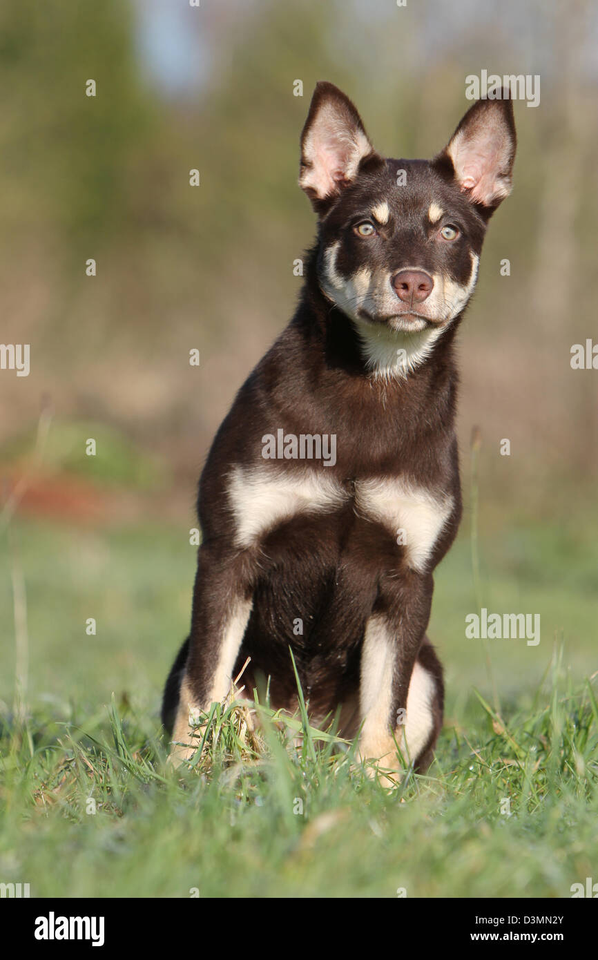 Dog Working Kelpie young sitting in a meadow Stock Photo - Alamy