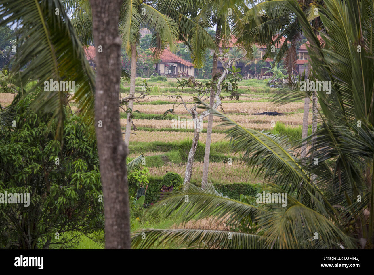 Bali rice fields in ubud hi-res stock photography and images - Alamy