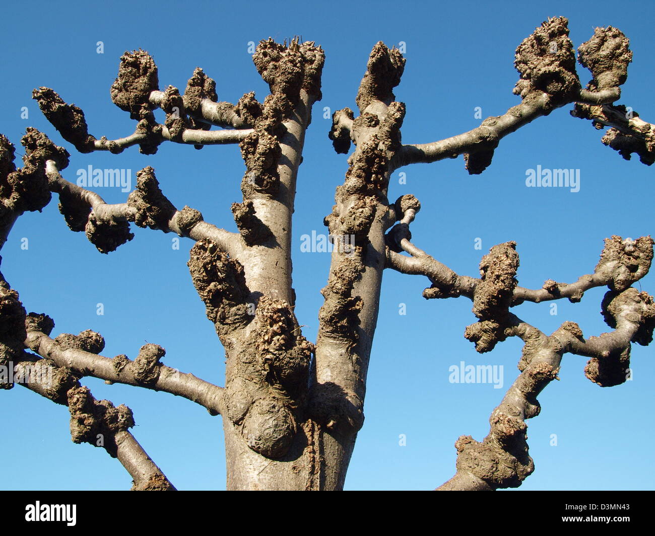 A knobbly pollarded tree Stock Photo - Alamy