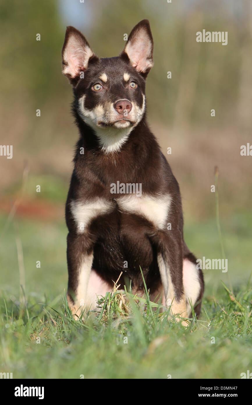Working australian kelpie dogs hi-res stock photography and images - Alamy