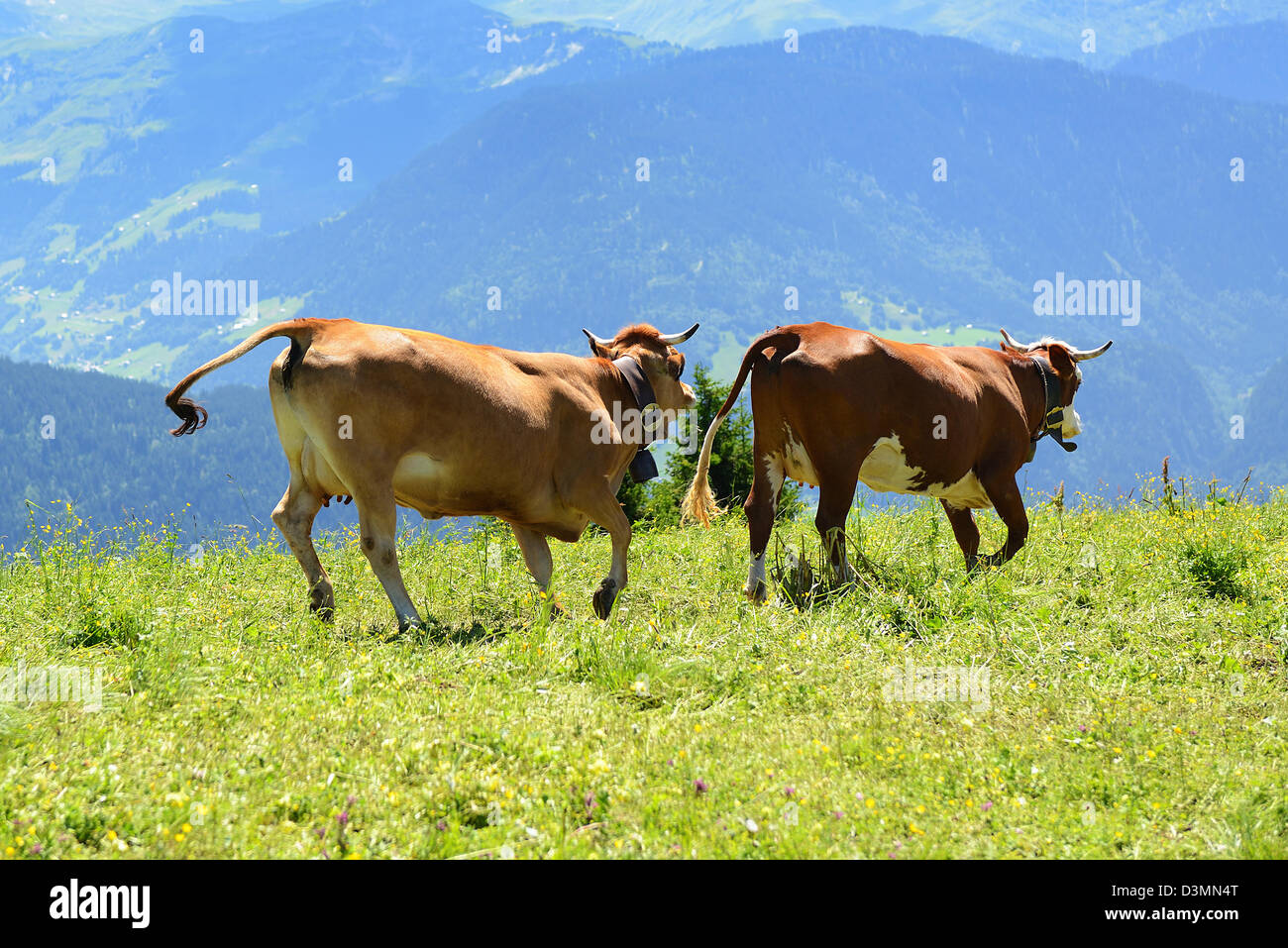 happy cow running and jumping out of winter stable into meadow Stock ...