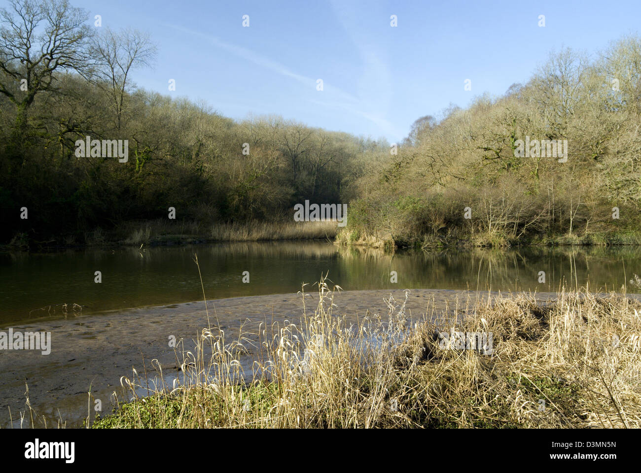 Leckwith Woods High Resolution Stock Photography and Images - Alamy