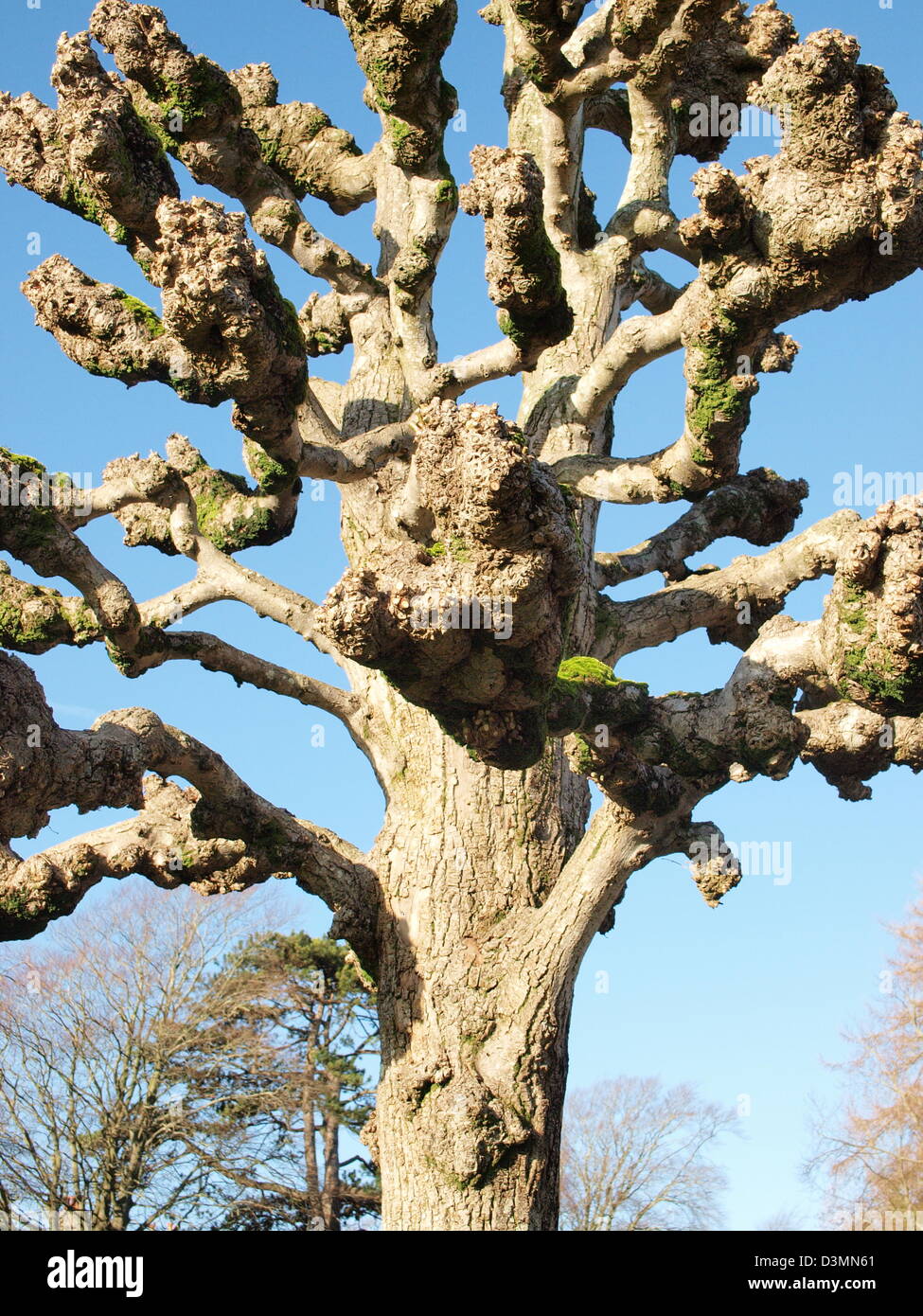 Knobbly Tree Branches High Resolution Stock Photography and Images - Alamy