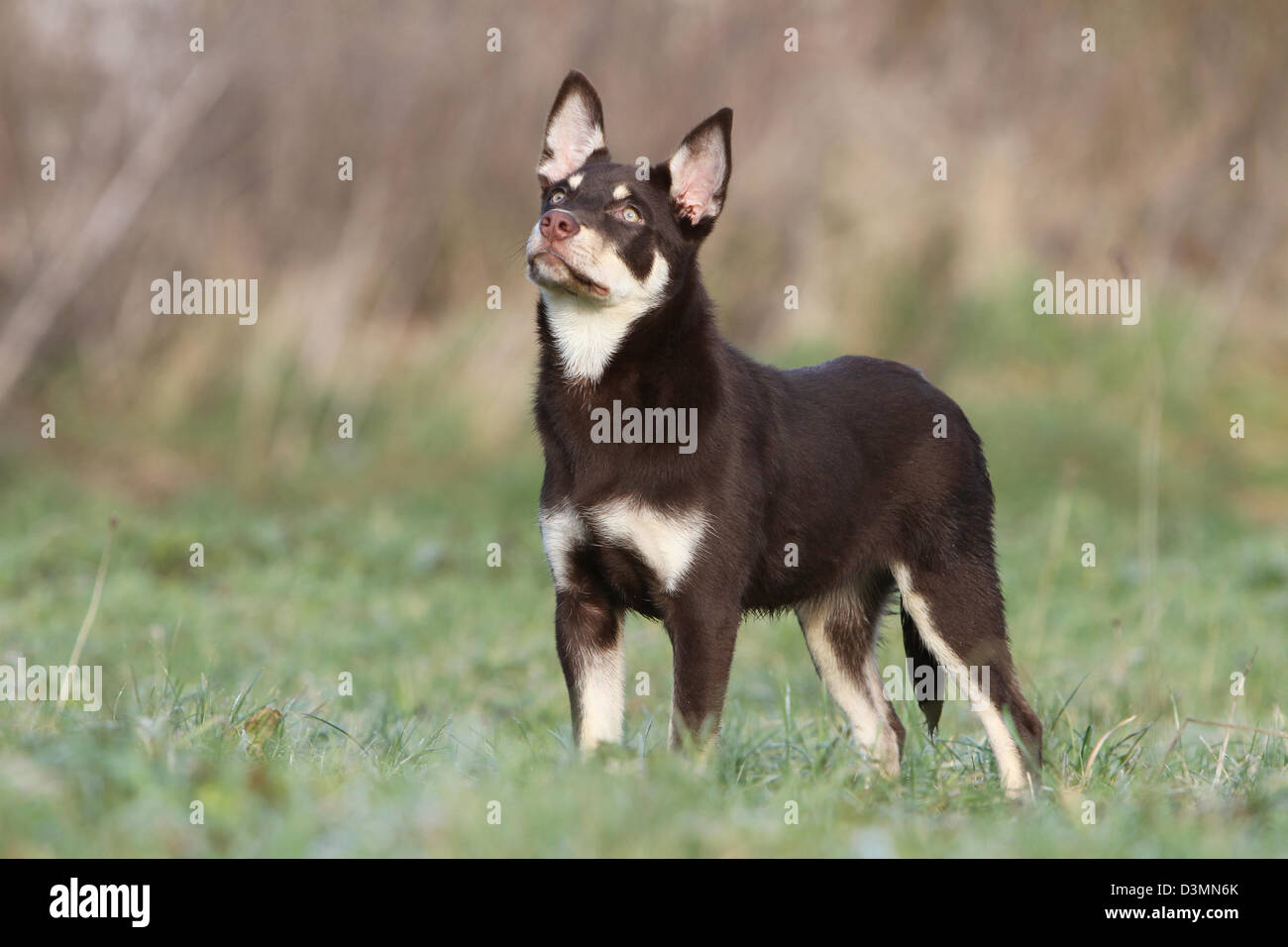 Australian working kelpies hi-res stock photography and images - Alamy