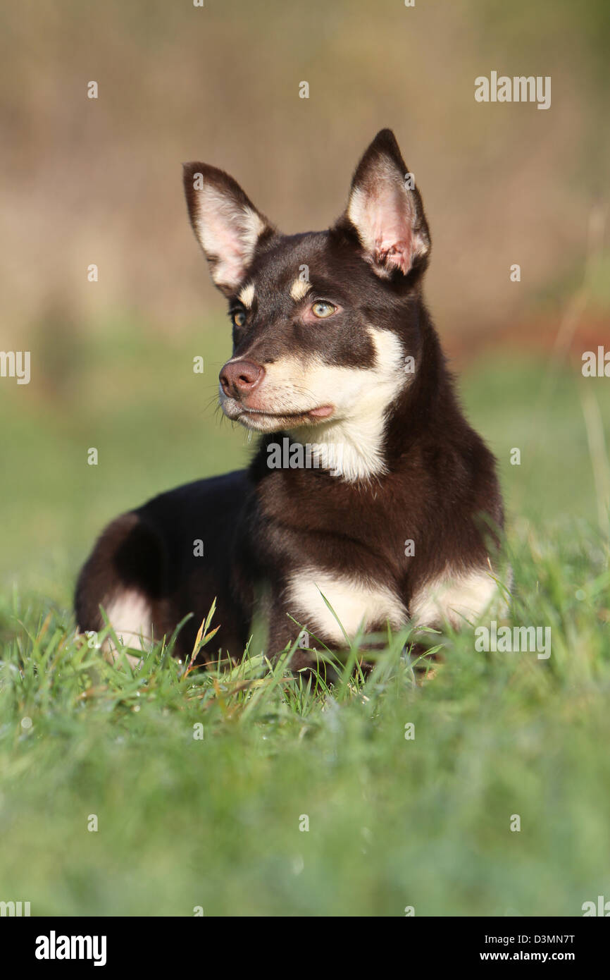 Australian kelpie hi-res stock photography and images - Alamy