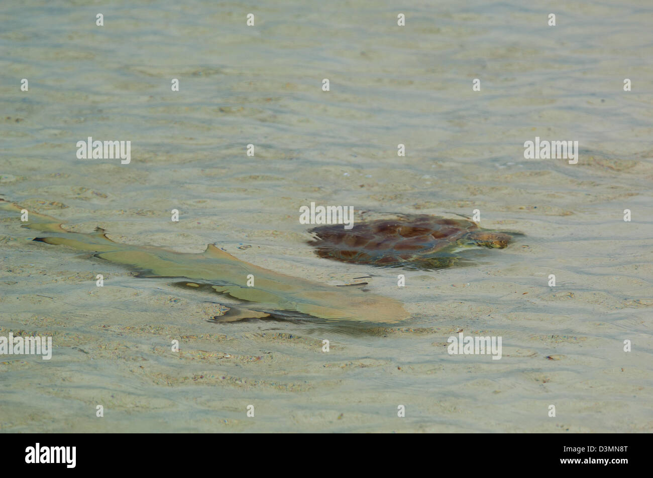 Shark turtles hi-res stock photography and images - Alamy