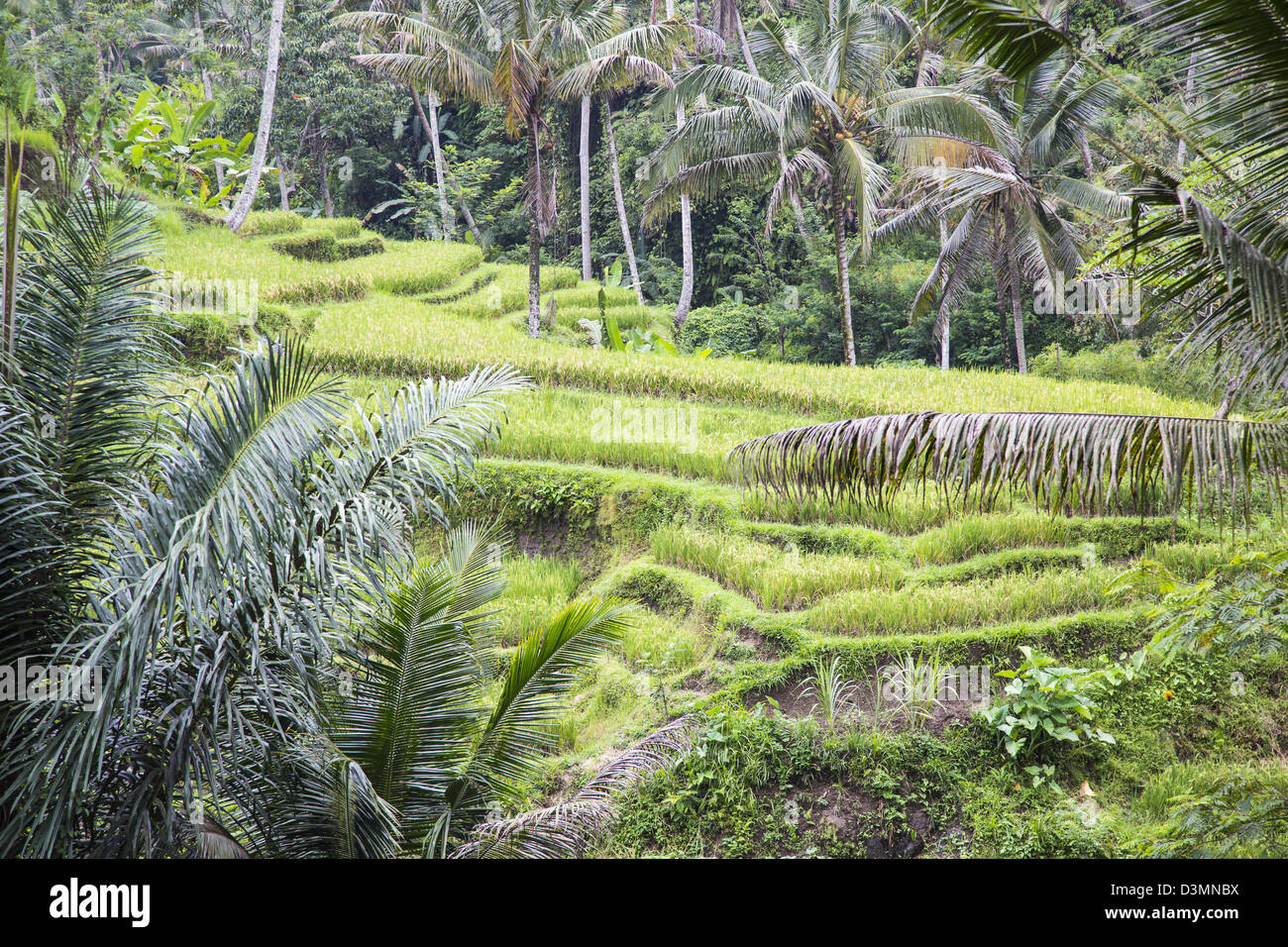 Balinese rice fields hi-res stock photography and images - Alamy