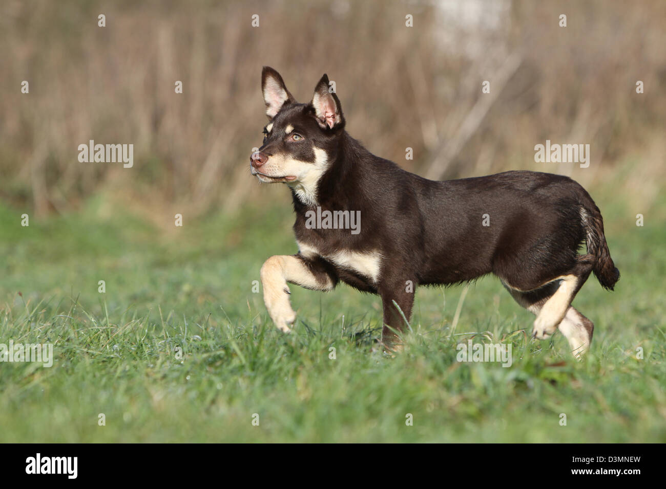 Australian working kelpies hi-res stock photography and images - Alamy