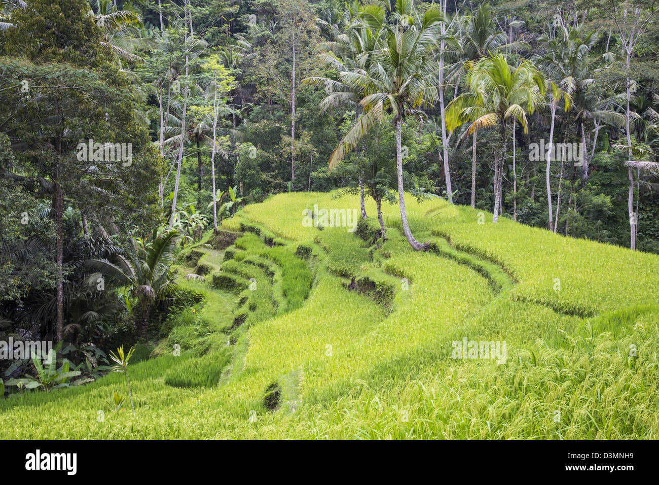 Bali rice fields in ubud hi-res stock photography and images - Alamy