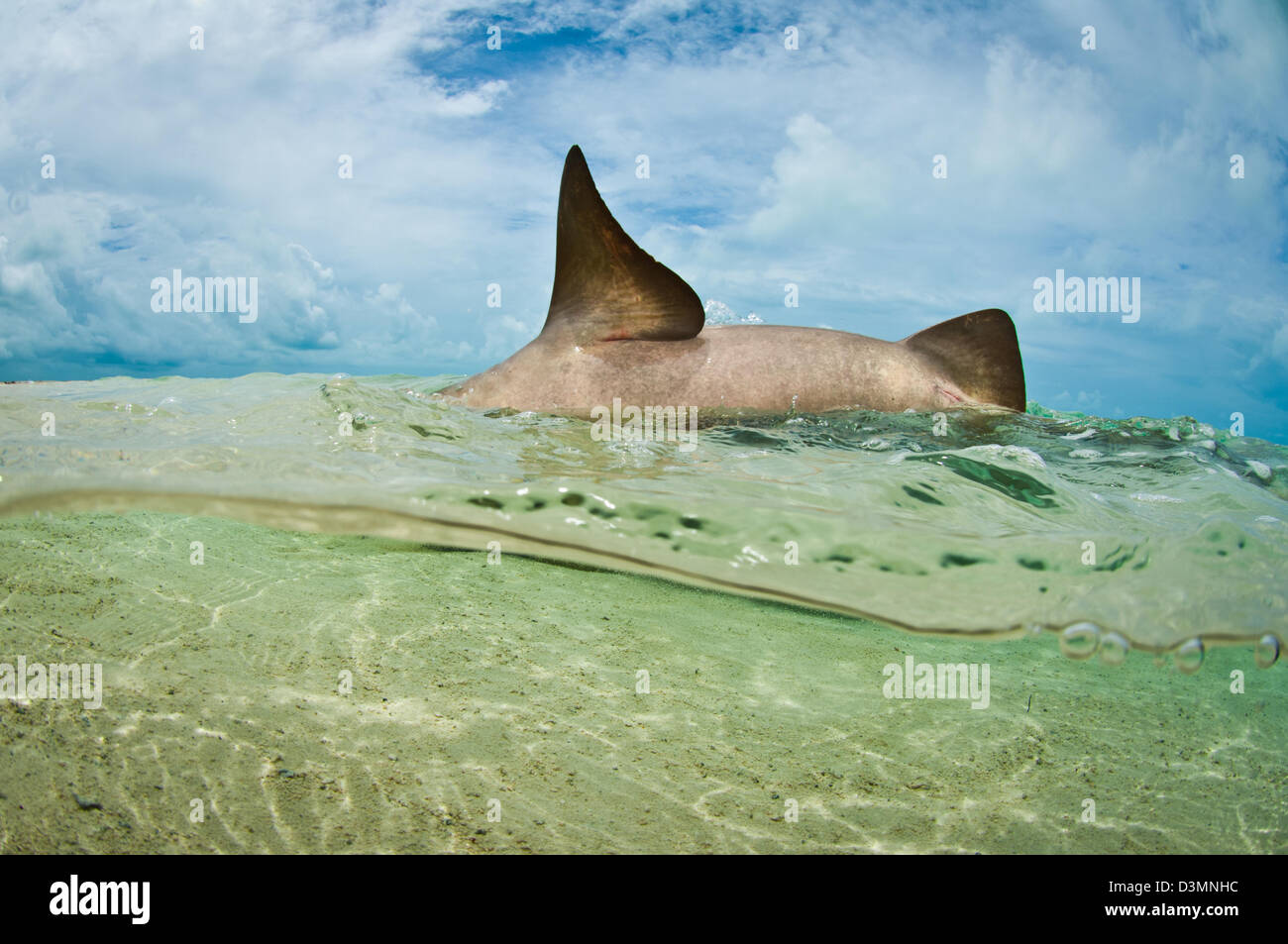 Nurse sharks (Ginglymostoma cirratum) mating on a shallow sand flat ...