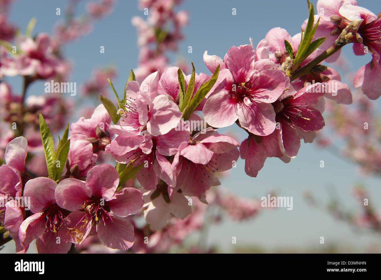With pink flowers pink blossoms blossom blossoms flower flowers hi-res ...