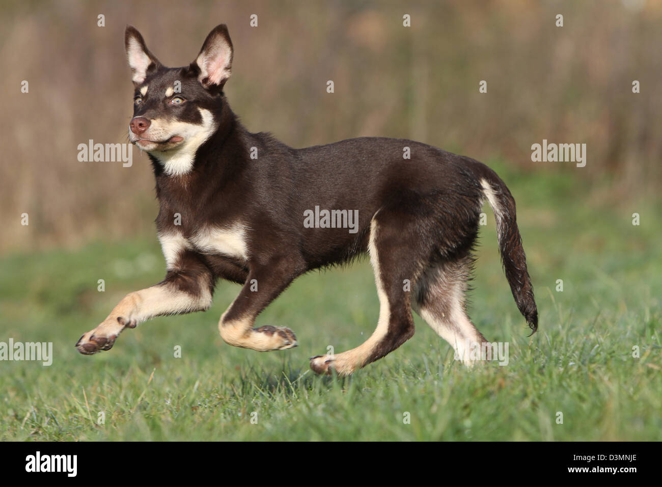 Dog australian kelpie adult walking hi-res stock photography and images ...