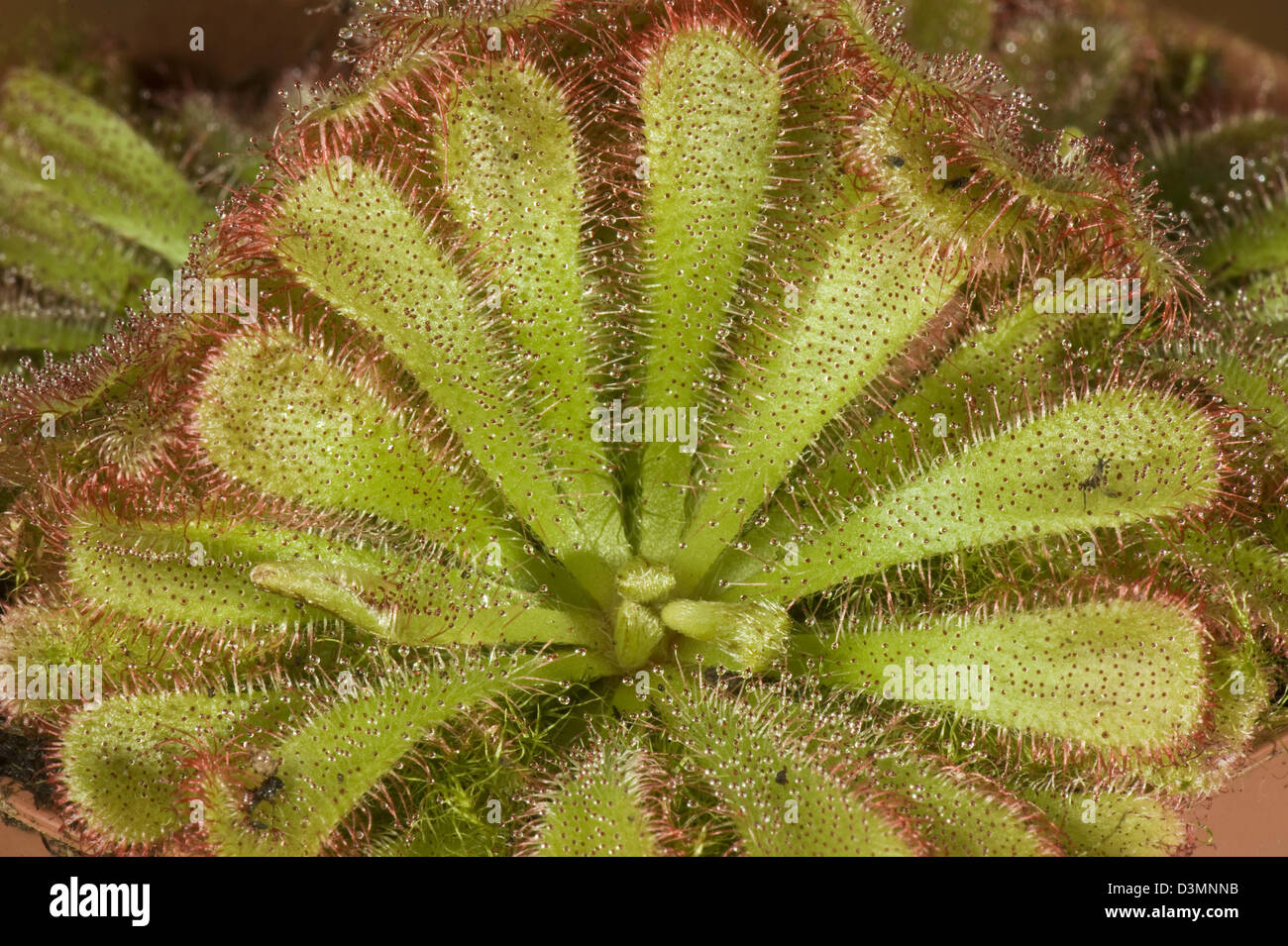 An insectivorous sundew plant, Drosera aliciae, with sticky leaf hairs ...