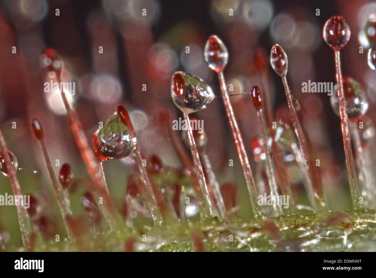 An insectivorous sundew plant, Drosera aliciae, with sticky leaf hairs ...