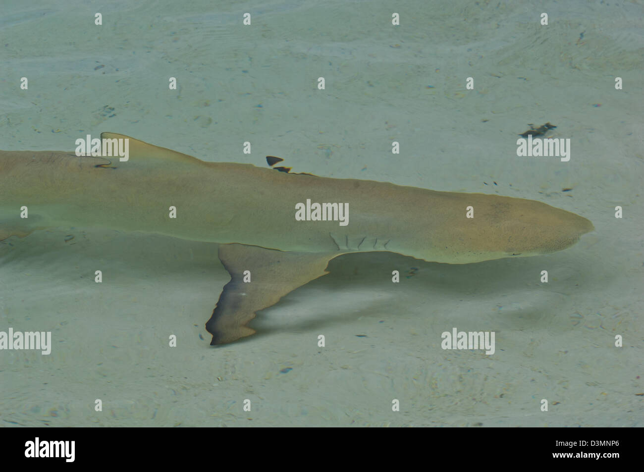Lemon shark hi-res stock photography and images - Alamy