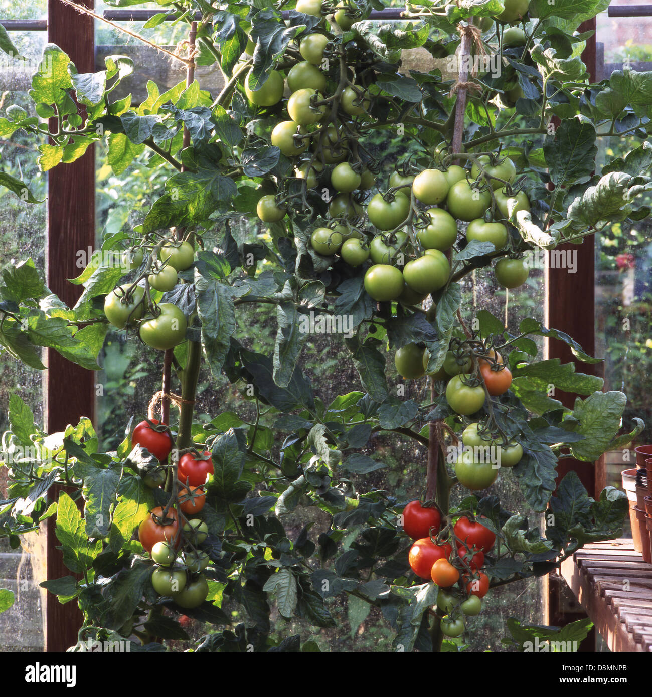 Moneymaker tomatoes hi-res stock photography and images - Alamy