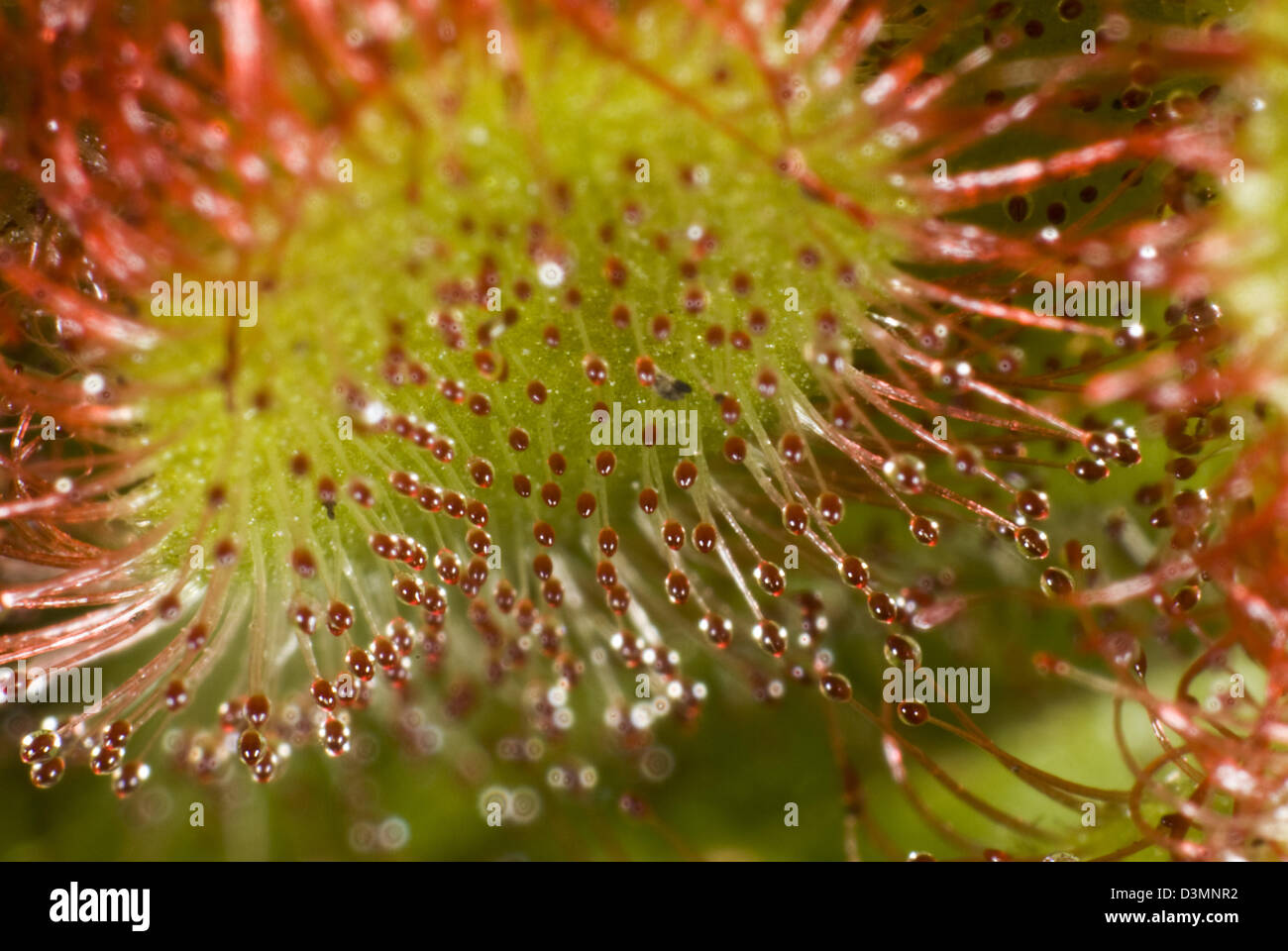 An insectivorous sundew plant, Drosera aliciae, with sticky leaf hairs ...