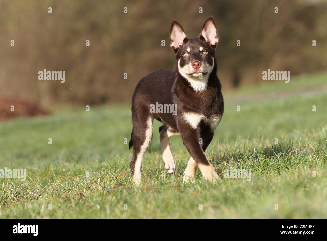 Dog Working Kelpie young running in a meadow Stock Photo - Alamy