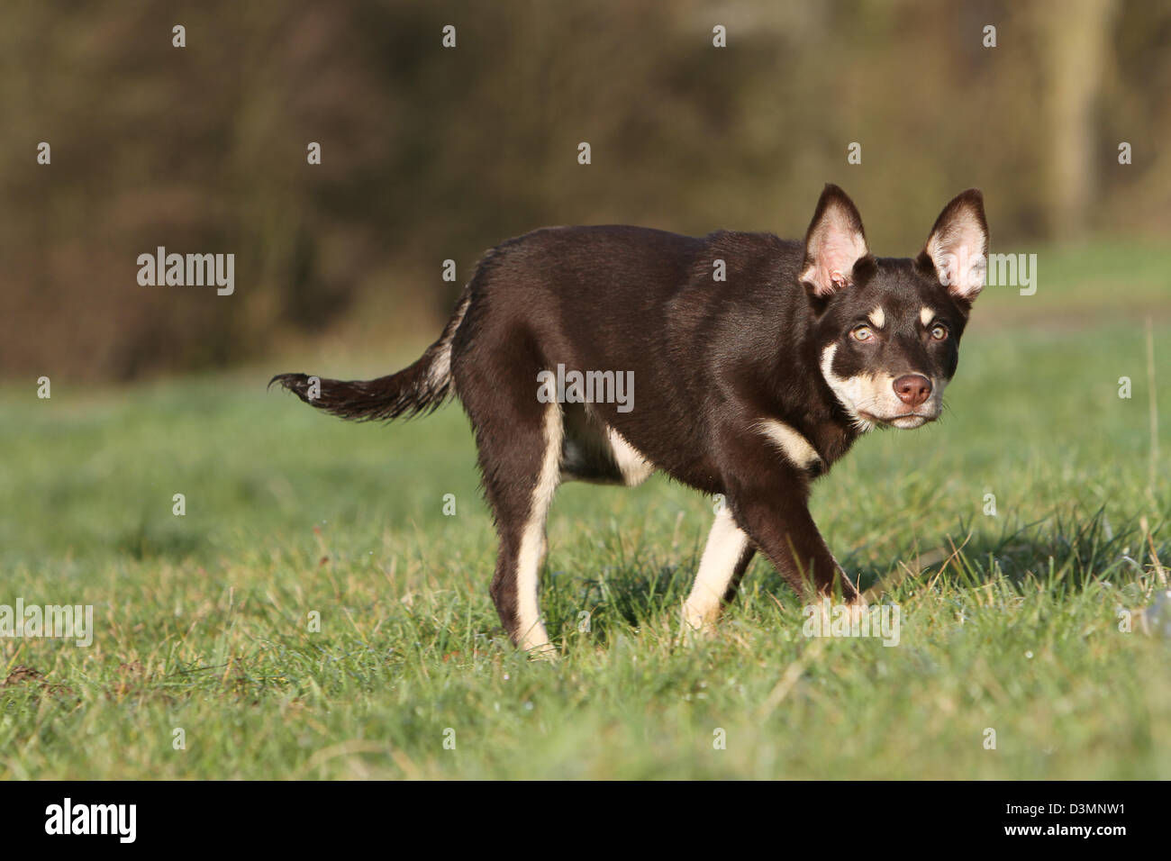 Working australian kelpie dogs hi-res stock photography and images - Alamy