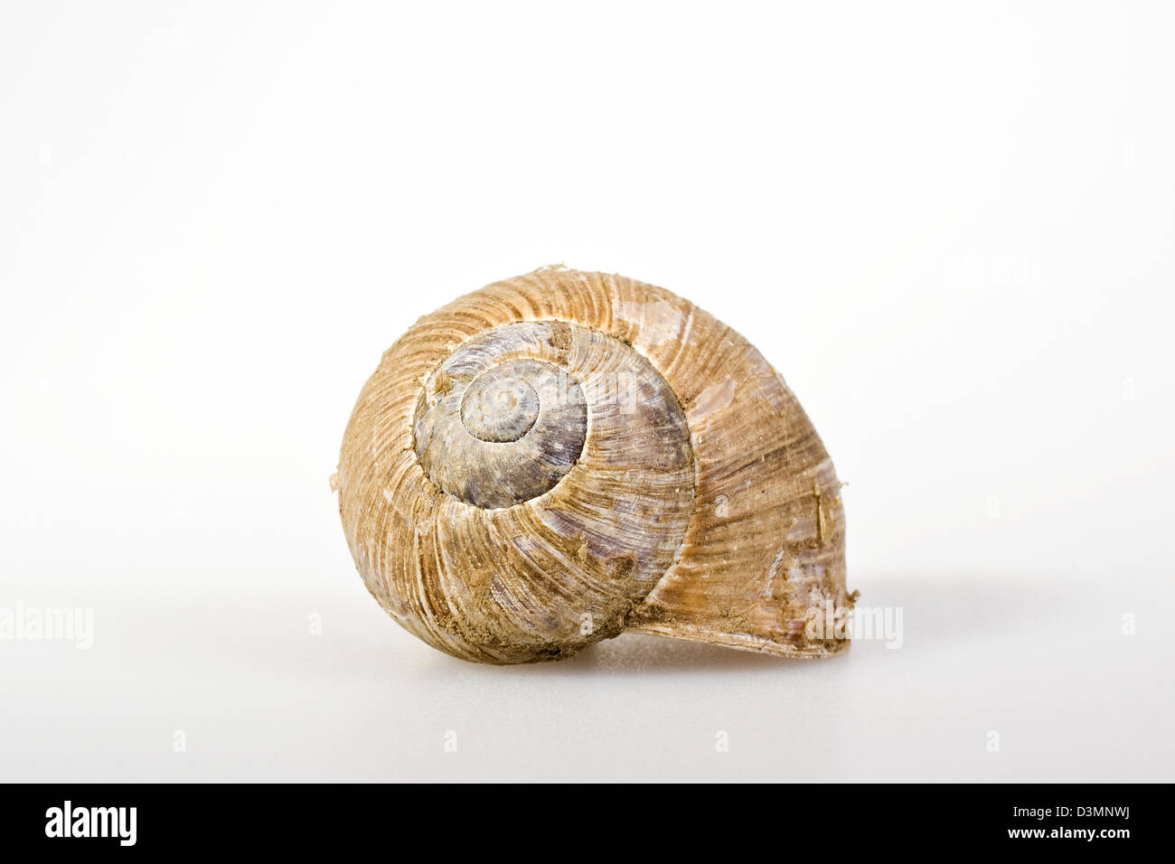 snail Stock Photo - Alamy