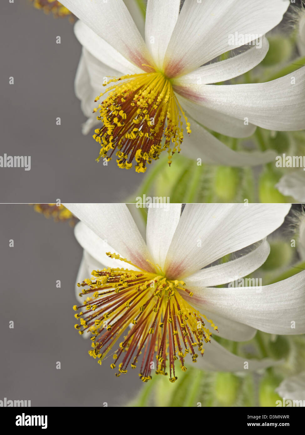 African hemp, Sparrmannia africana, flower with stamens, filaments and ...