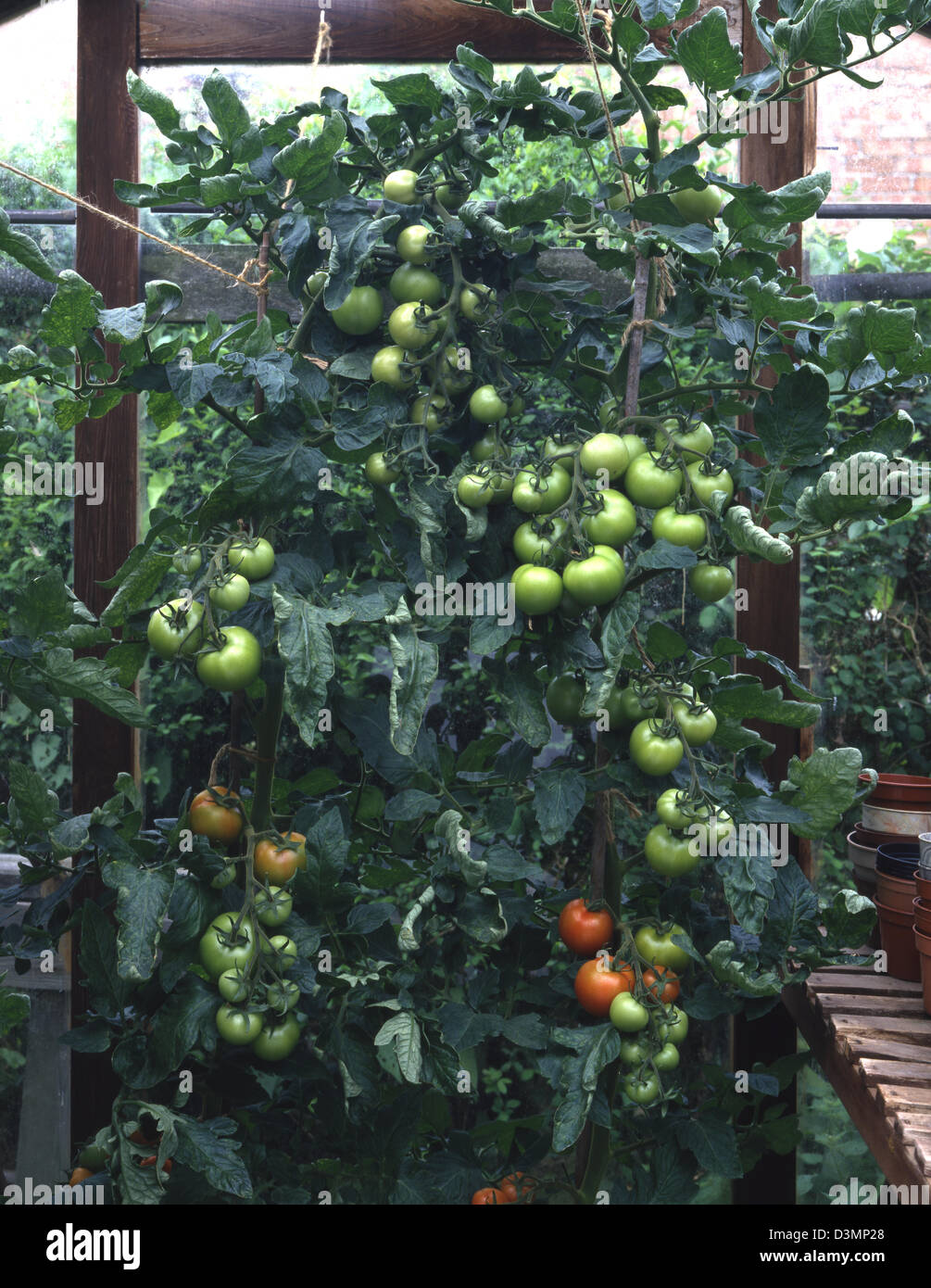 Moneymaker tomatoes plant hi-res stock photography and images - Alamy
