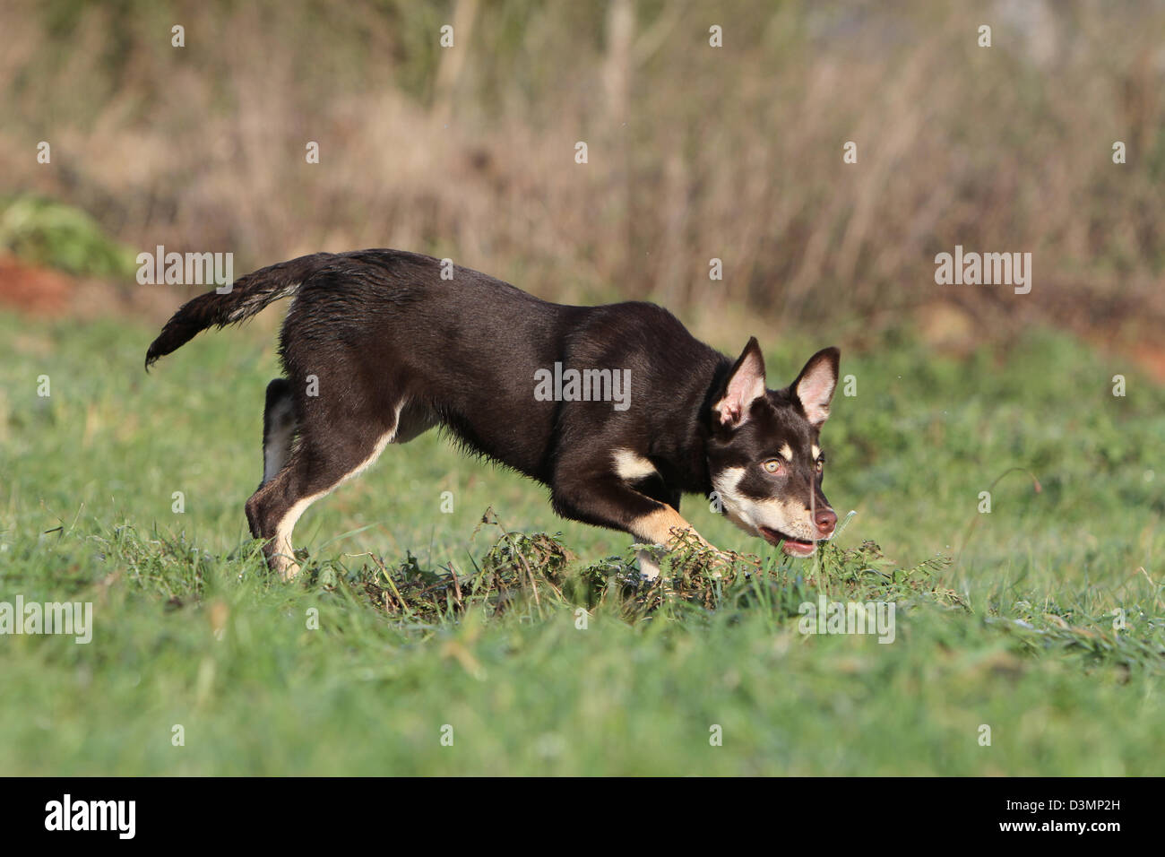 Dog Working Kelpie young running in a meadow Stock Photo - Alamy