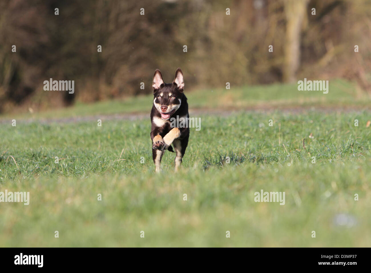 Dog australian kelpie adult walking hi-res stock photography and images ...