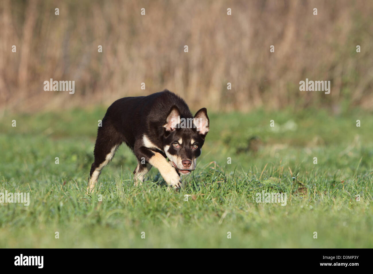 Australian kelpie profile hi-res stock photography and images - Alamy