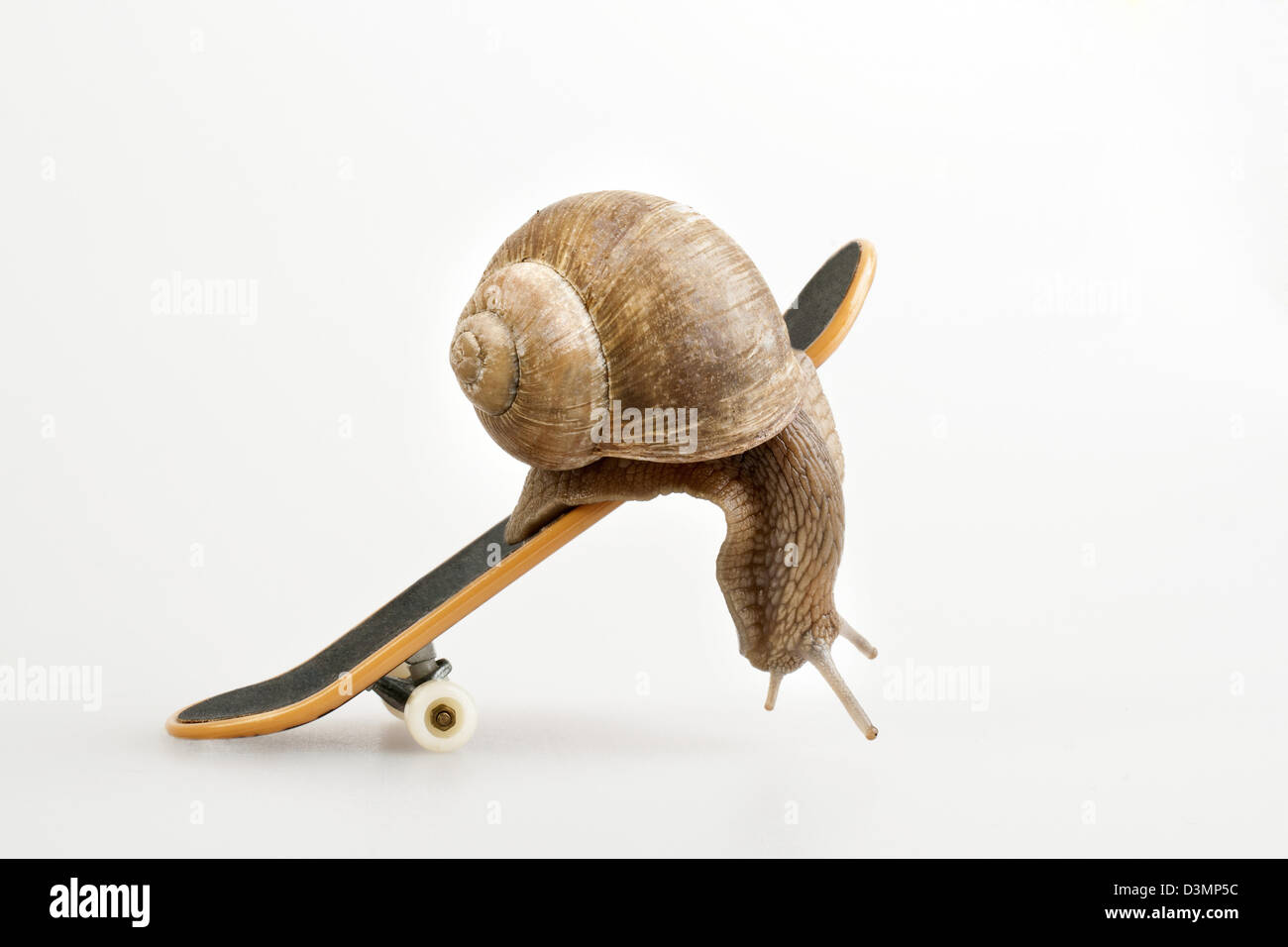 snail on skateboard Stock Photo - Alamy