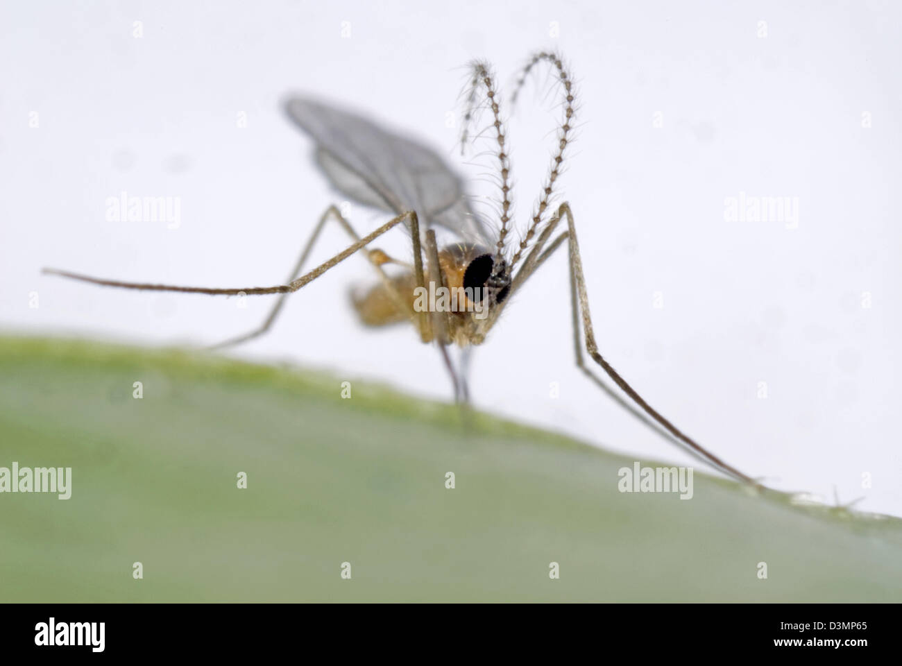 Aphidoletes hi-res stock photography and images - Alamy