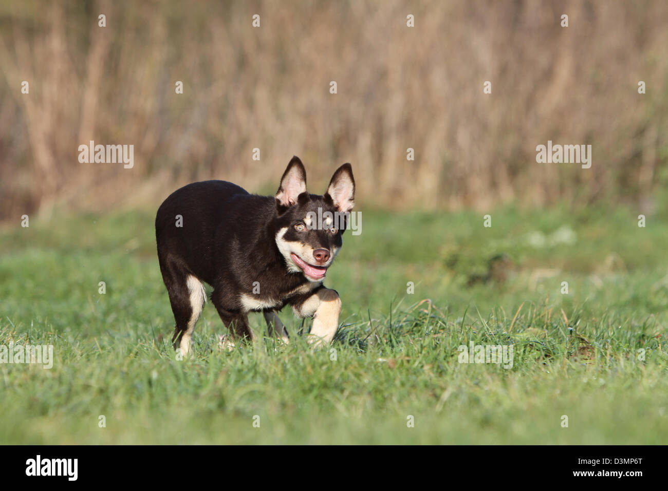 Working australian kelpie dogs hi-res stock photography and images - Alamy