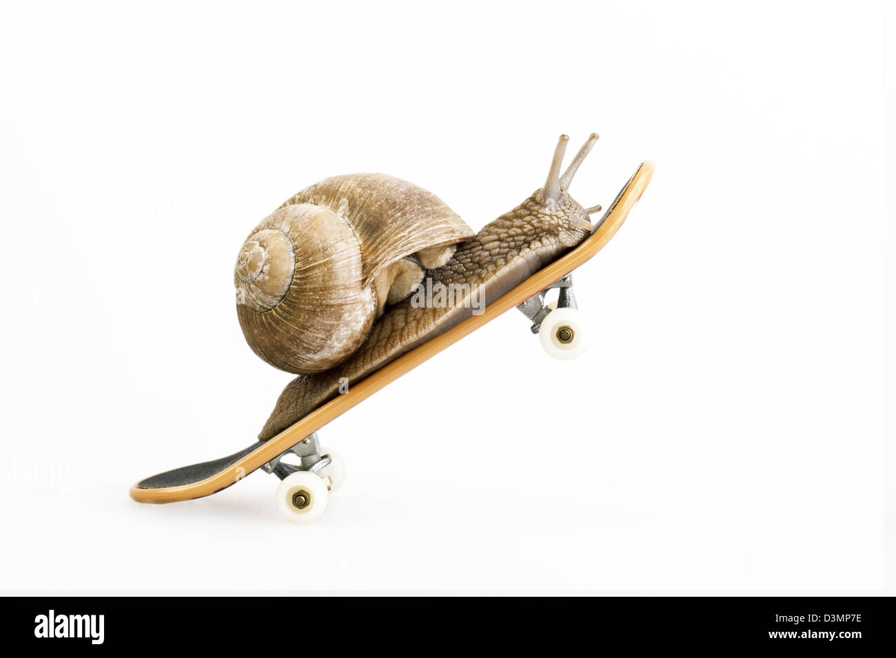 Snail on skateboard Cut Out Stock Images & Pictures - Alamy
