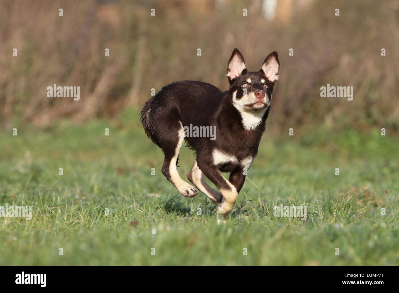 Dog australian kelpie adult walking hi-res stock photography and images ...