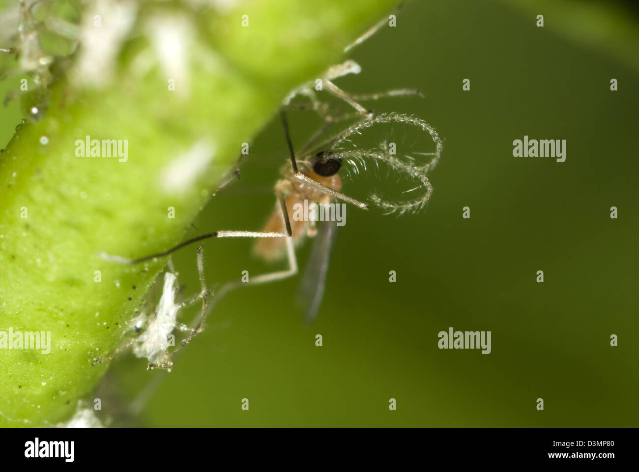 Aphid predatory midge aphidoletes aphidimyza hi-res stock photography ...