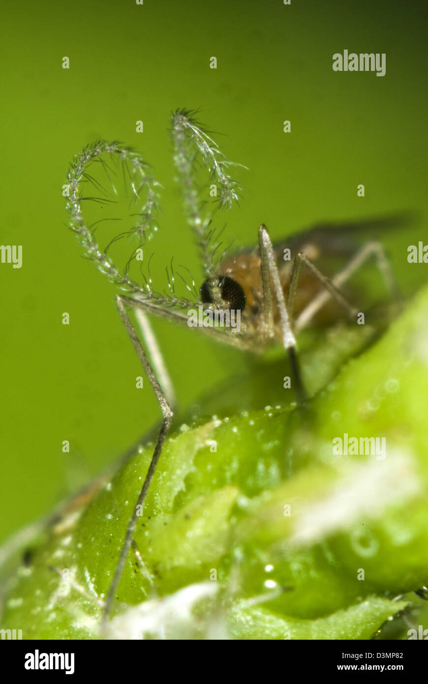 Aphid male hi-res stock photography and images - Alamy