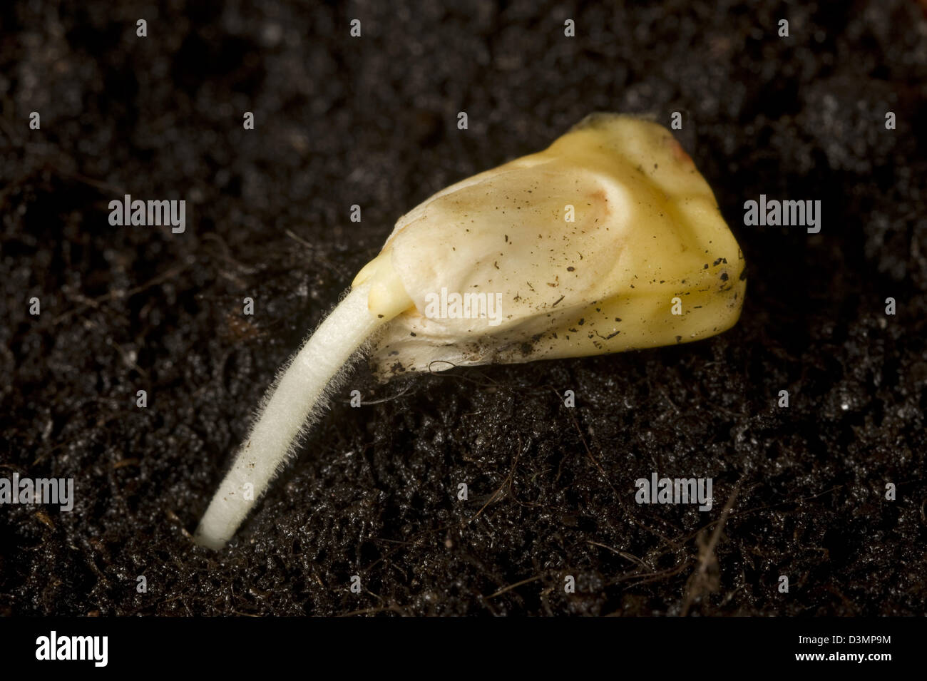 Germinating maize or corn seed hi-res stock photography and images - Alamy