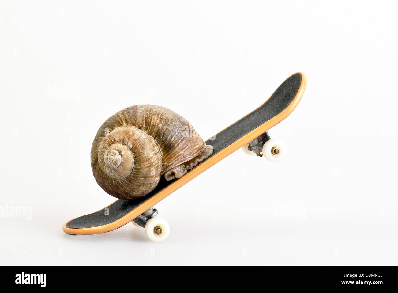 snail on skateboard Stock Photo - Alamy