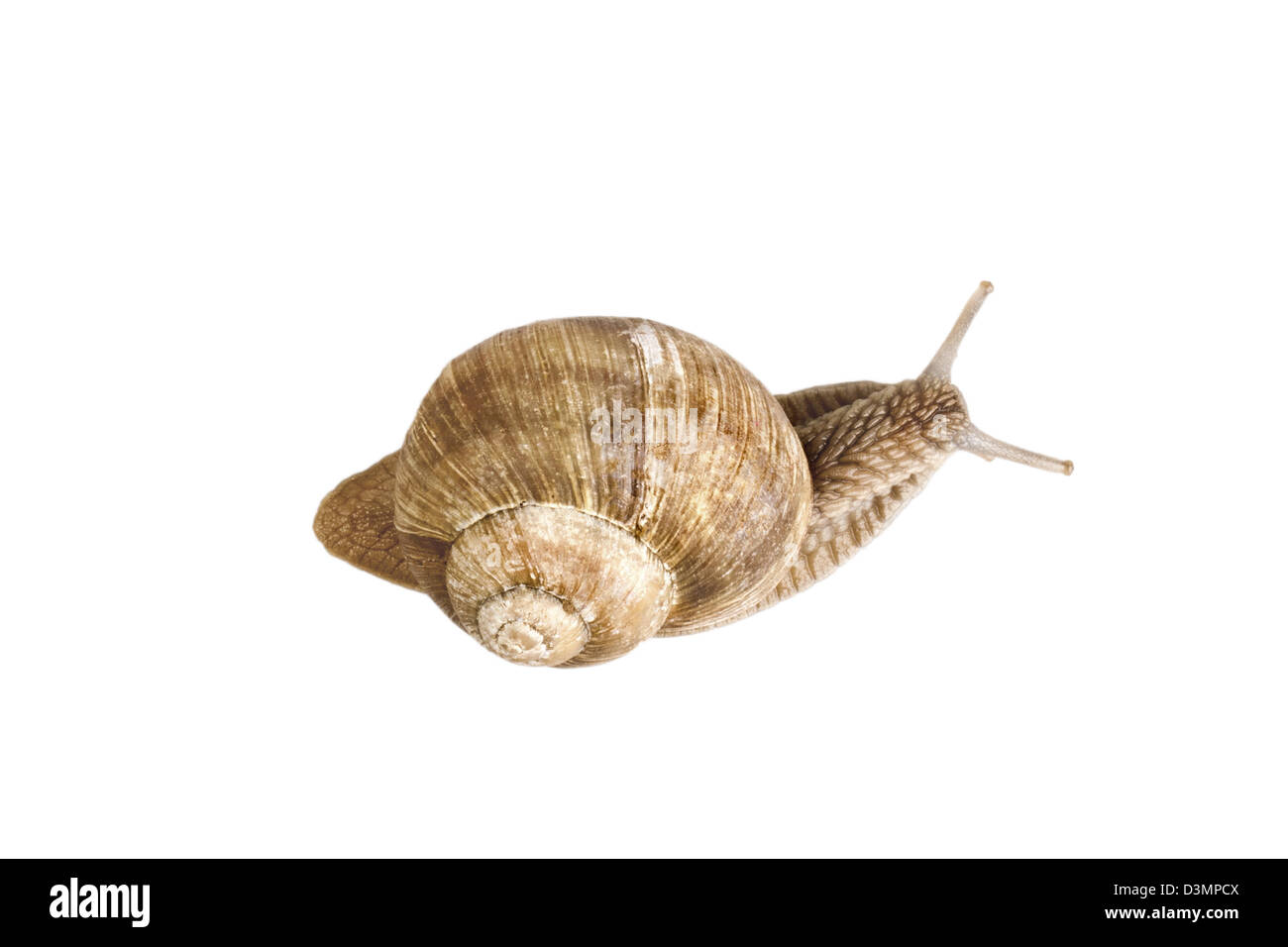 Snail shell close up Cut Out Stock Images & Pictures - Alamy