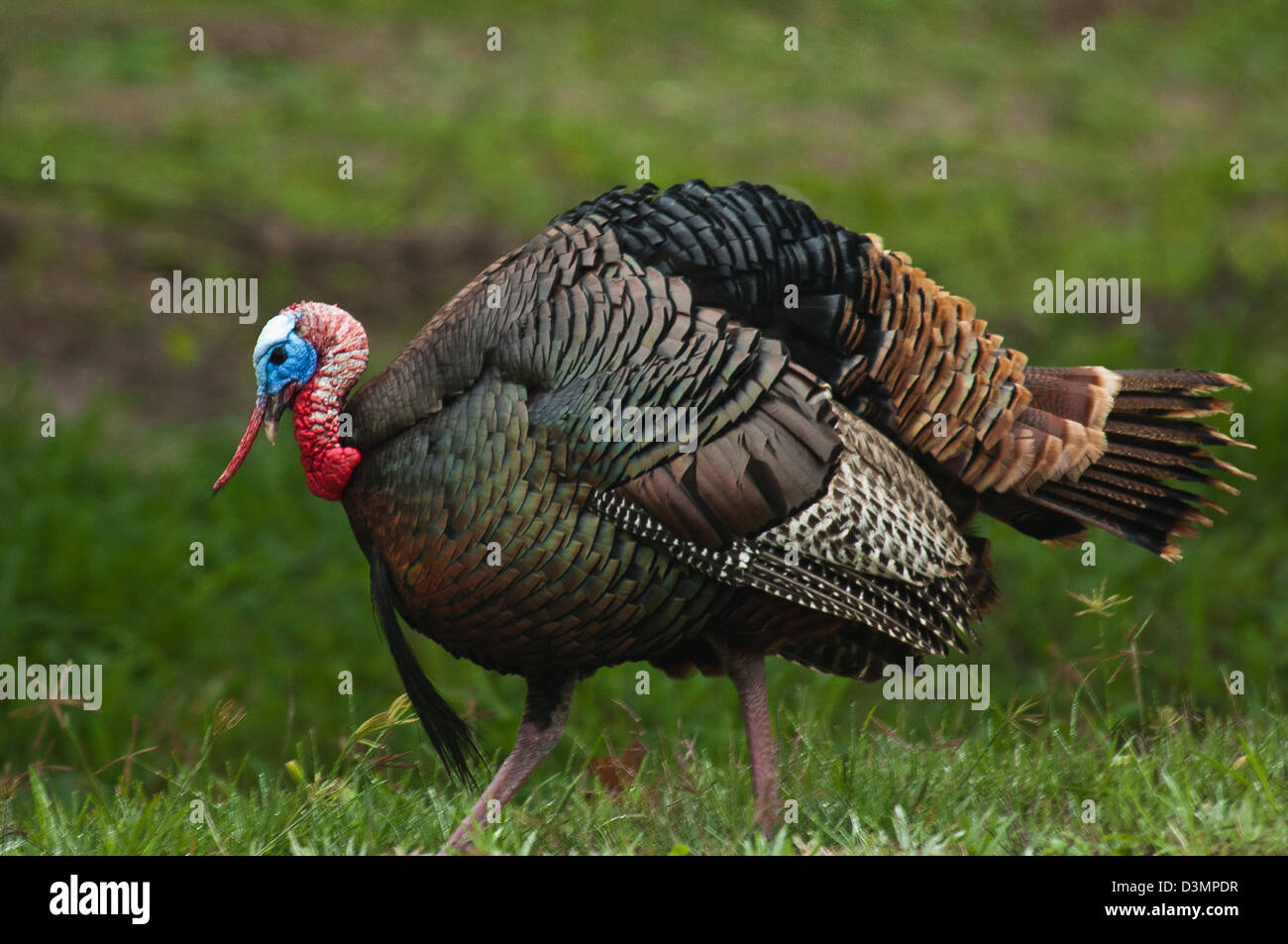 Gobbling hi-res stock photography and images - Alamy