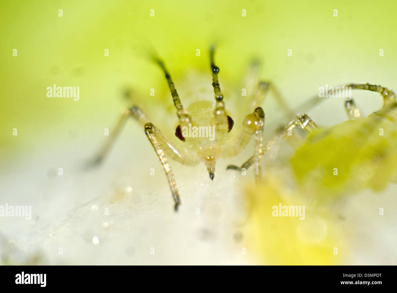 Mottled arum aphid, Aulacorthum circumflexum, head, stylet, antennae ...