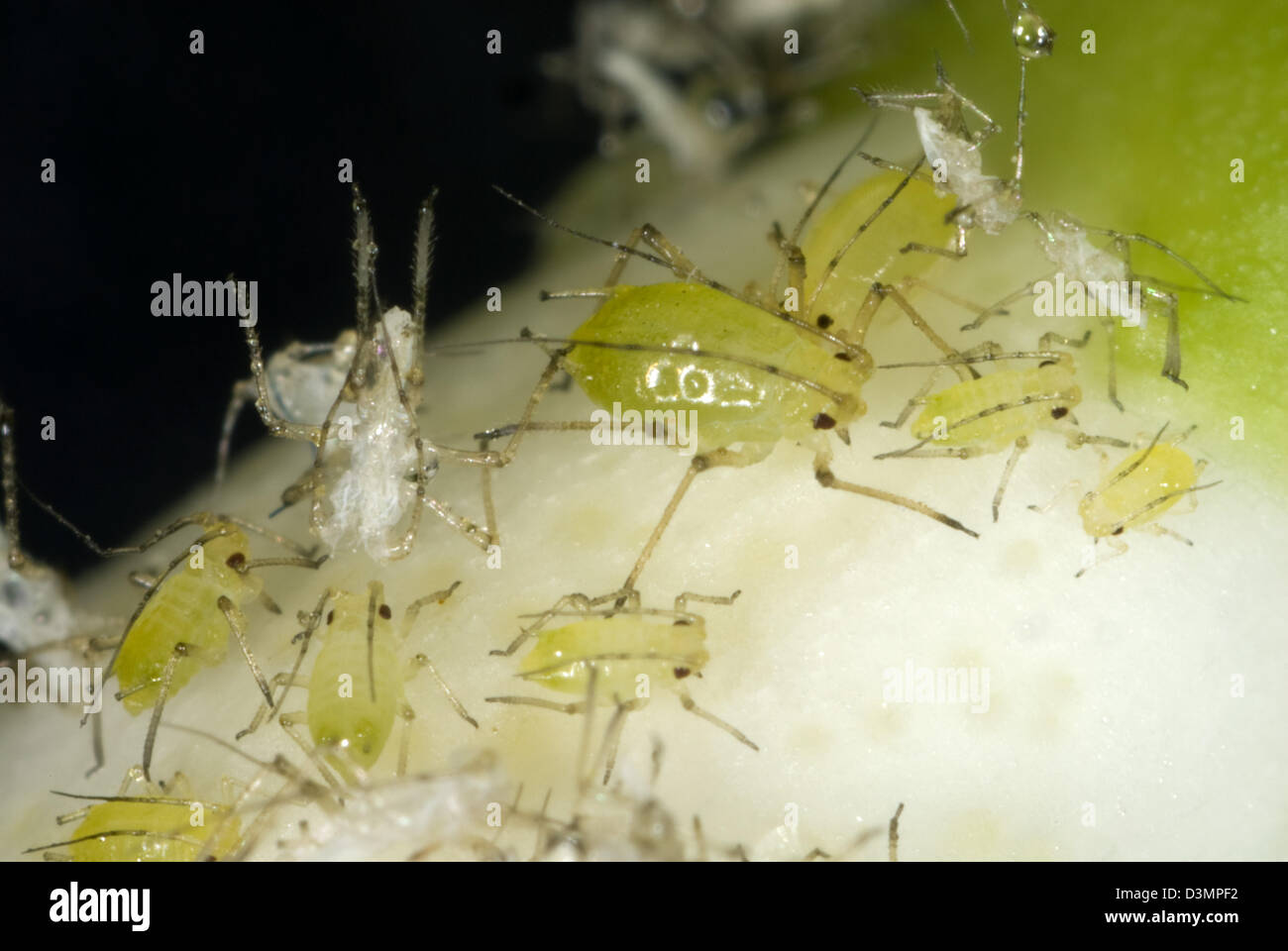 Skins cast hi-res stock photography and images - Alamy