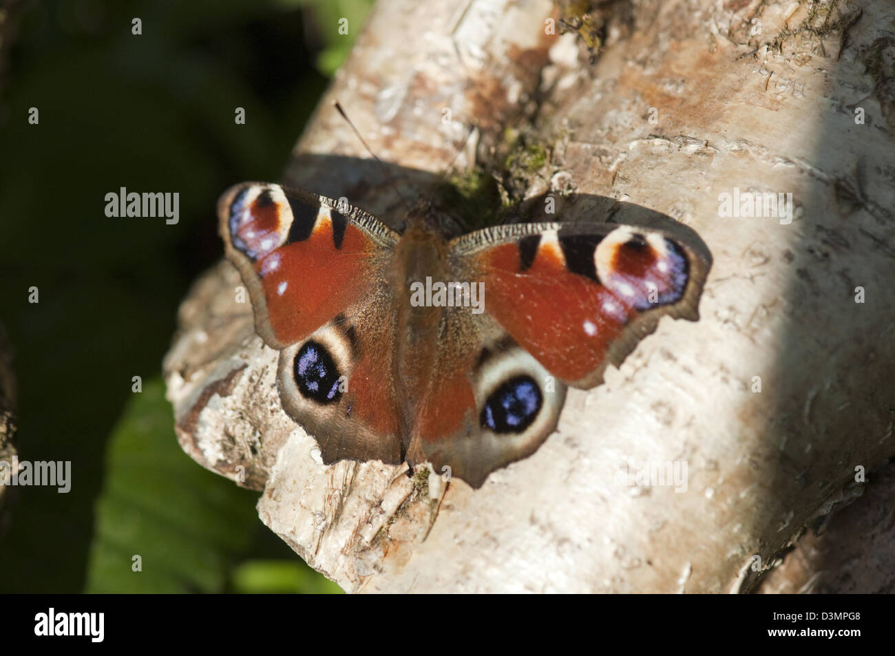 Peacock butterfly, Inachis io Stock Photo - Alamy