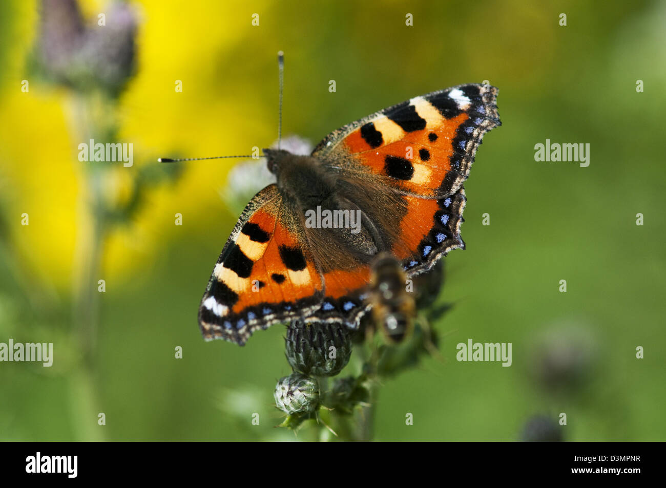 Small tortoiseshell butterfly Stock Photo - Alamy