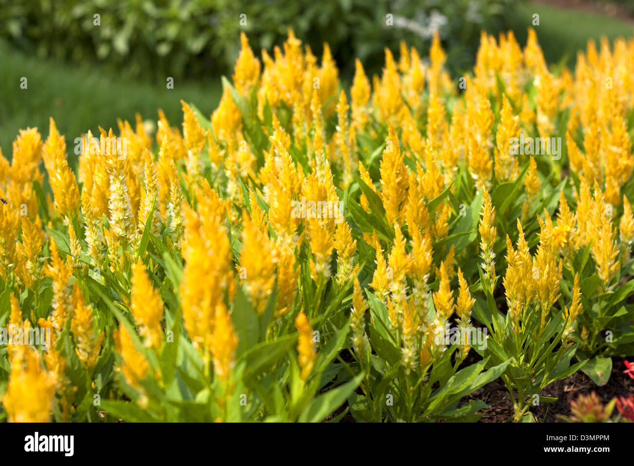 Yellow flowers in full bloom beautiful sunlight Stock Photo - Alamy