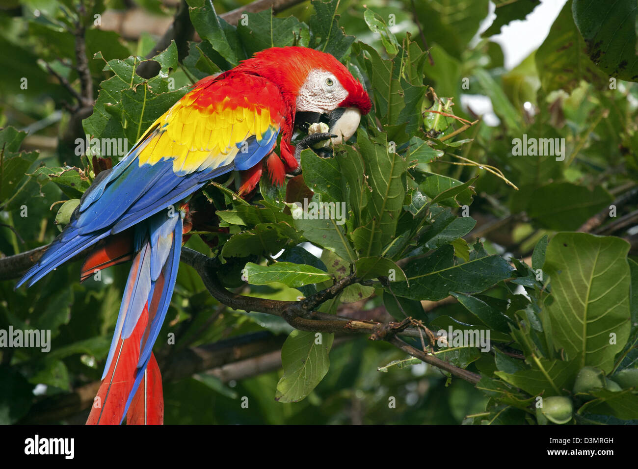 Colourful Scarlet macaw (Ara macao) eating nut in tree at Cayo Saetia ...